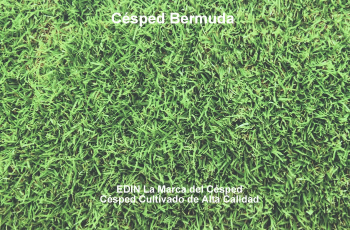 Fotos de Césped Bermuda Cynodon Dactilon